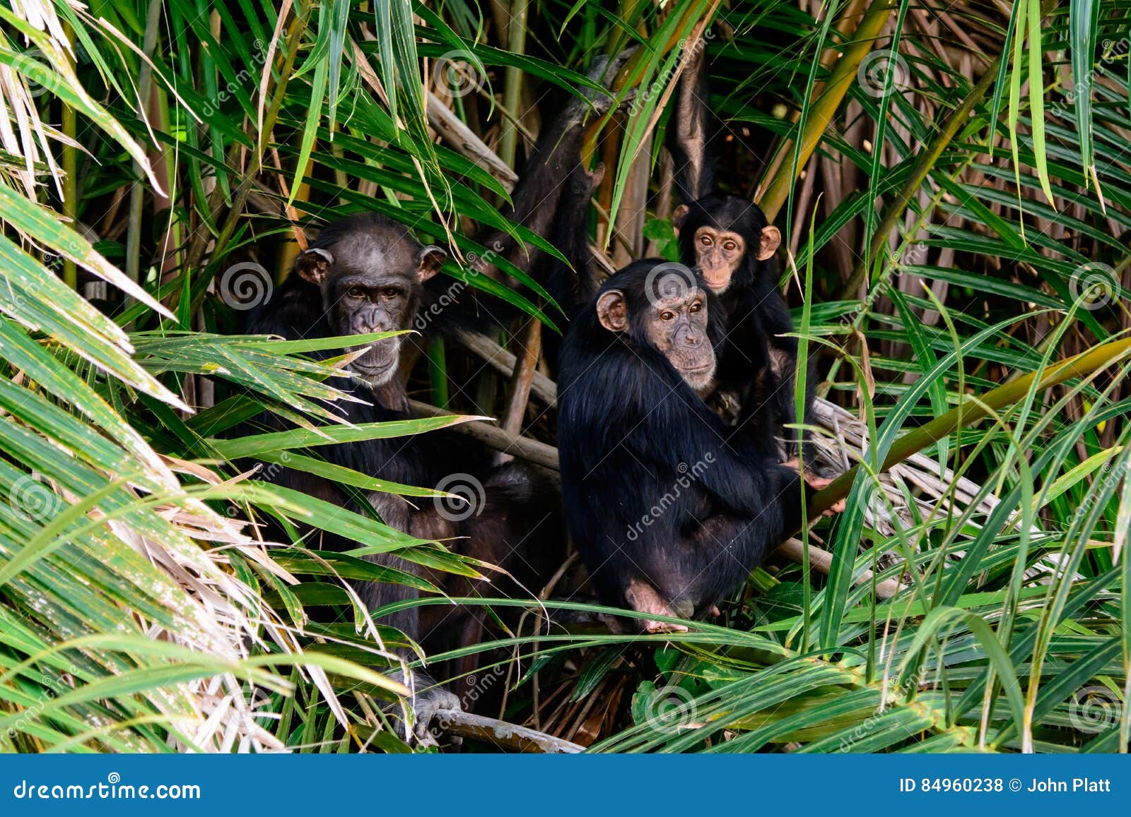 Family group of Chimps stock photo. Image of chimpanzees - 84960238