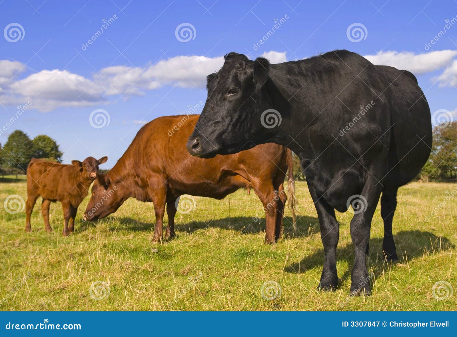 Family Group of Cows in Field Stock Image - Image of rural, dairy: 3307847