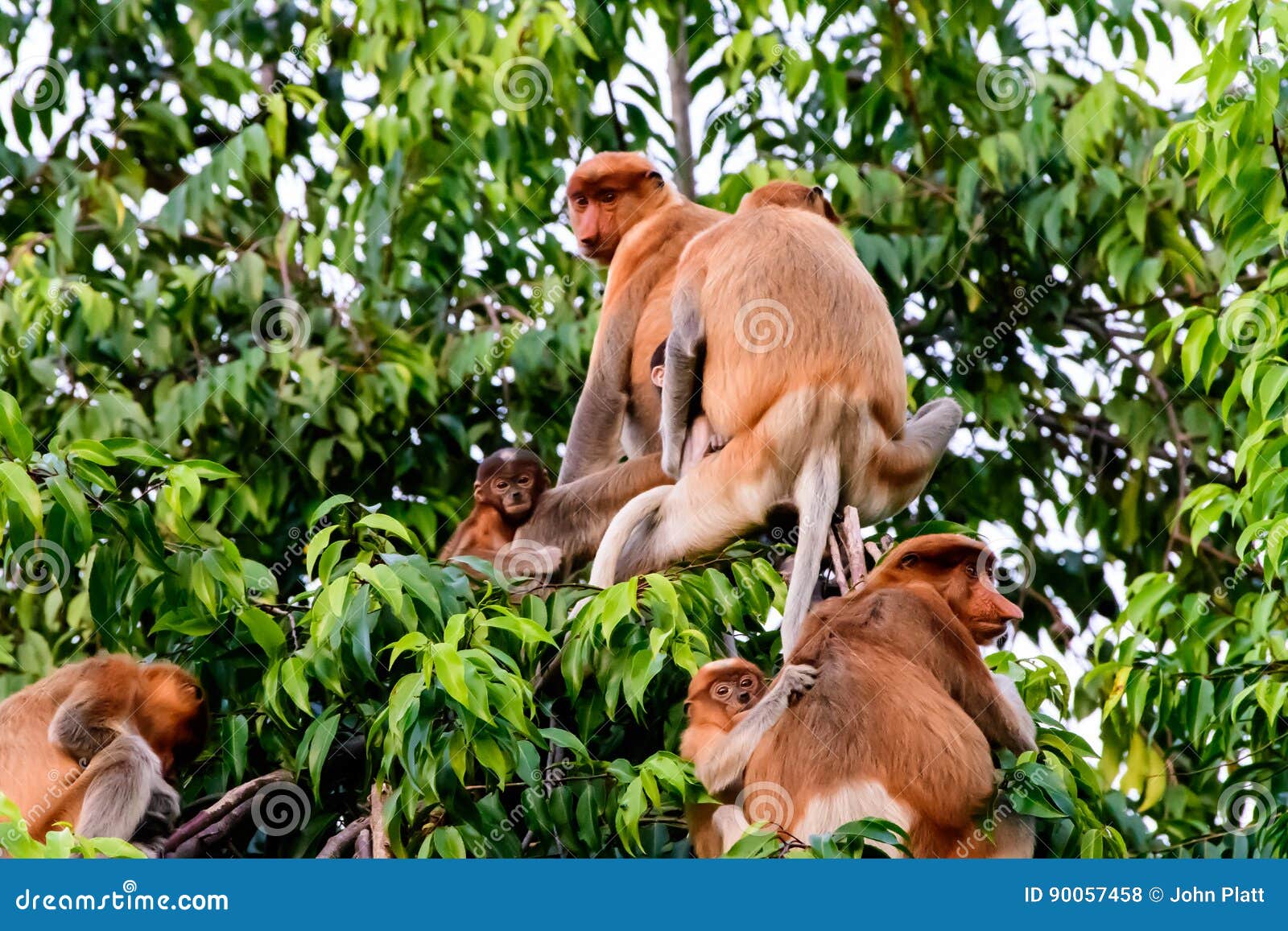 Family Group of Proboscis Monkey Stock Photo - Image of proboscis ...