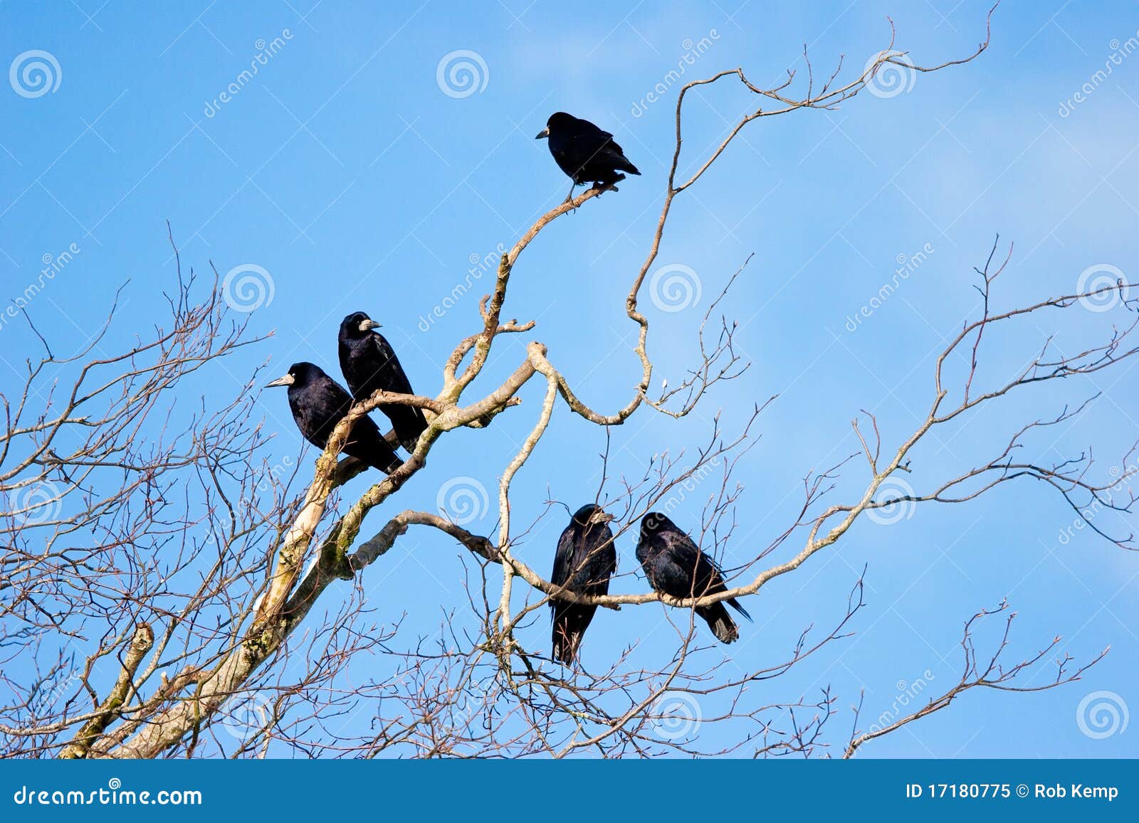 Family Group of Rooks in Tree Top Branches Stock Image - Image of ...