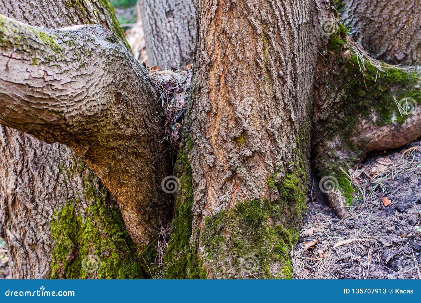 The Group of Several Trunks of One Tree in the Forest Stock Image ...