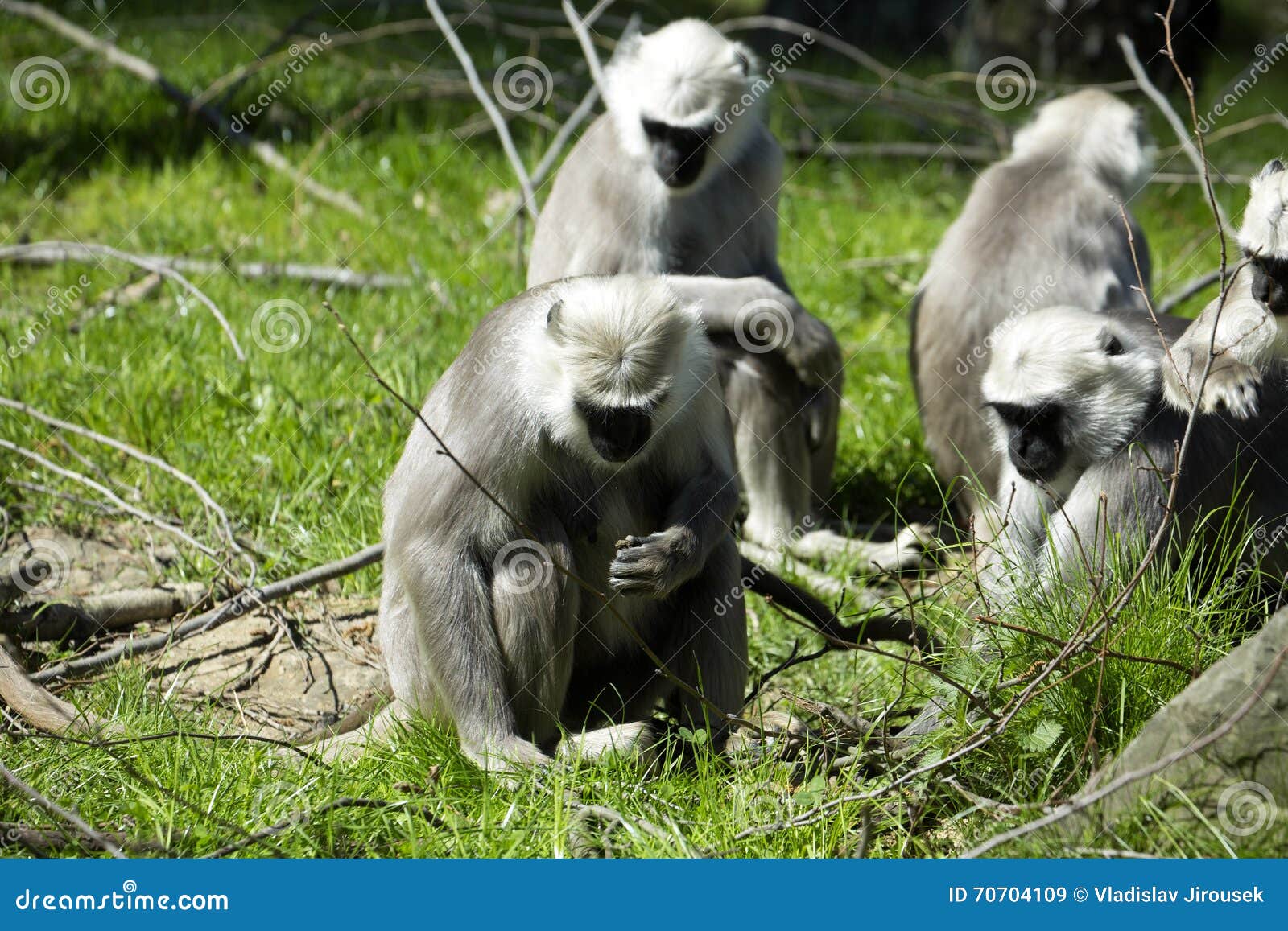 Family Hanuman Langur, Semnopithecus Entellus in India is Worshiped ...