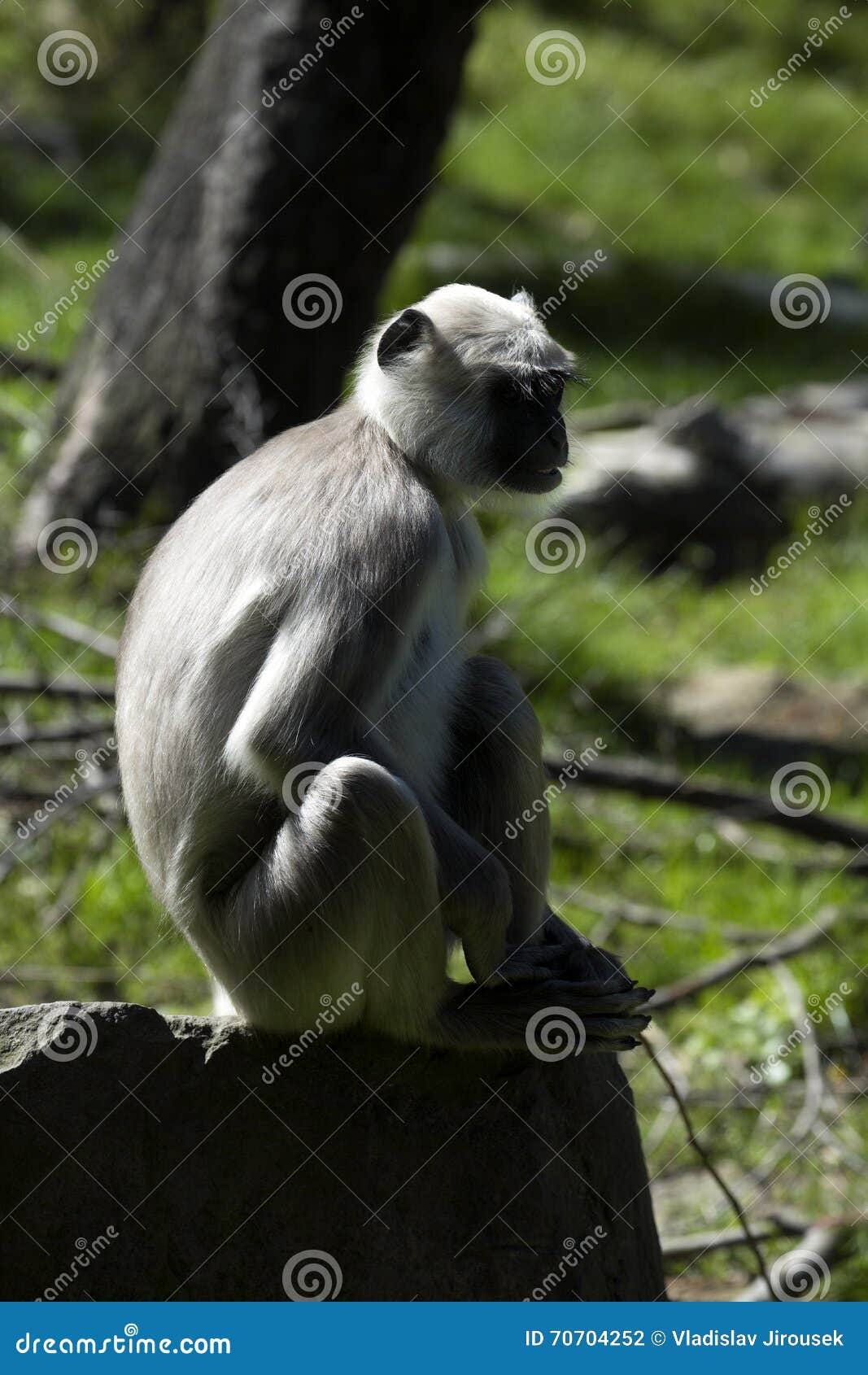 Family Hanuman Langur, Semnopithecus Entellus in India is Worshiped ...