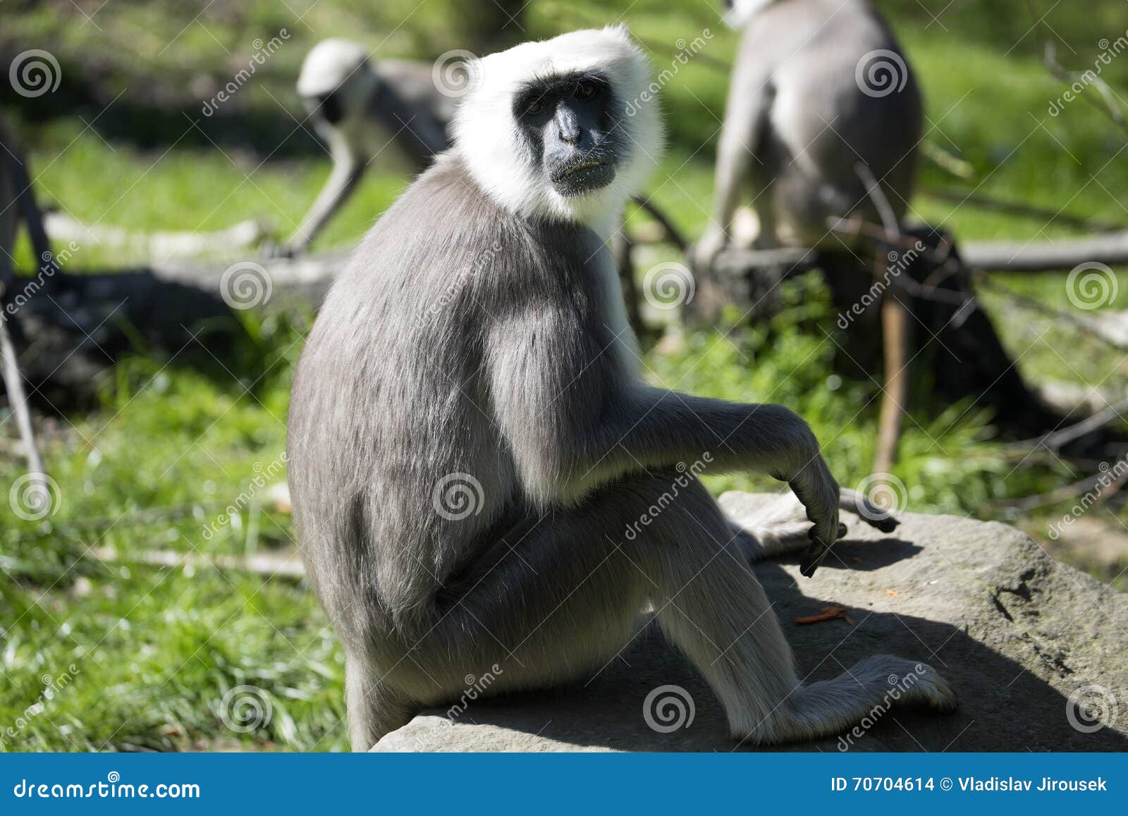 Family Hanuman Langur, Semnopithecus Entellus in India is Worshiped ...