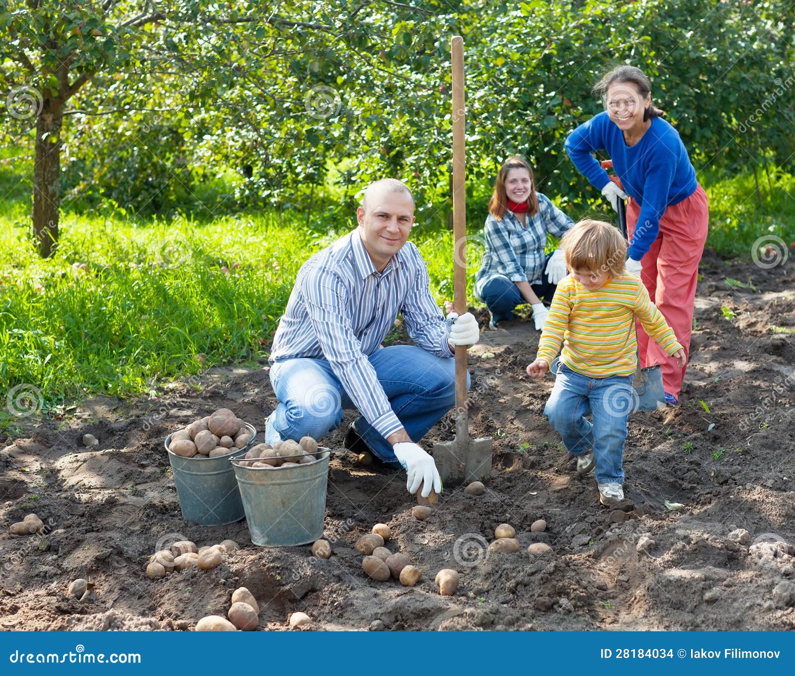 Collecting Field Potato Photos - Free & Royalty-Free Stock Photos from ...