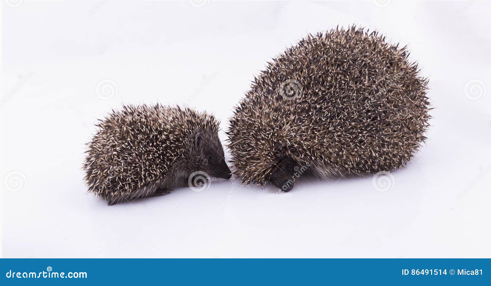 Family of hedgehogs stock photo. Image of background - 86491514