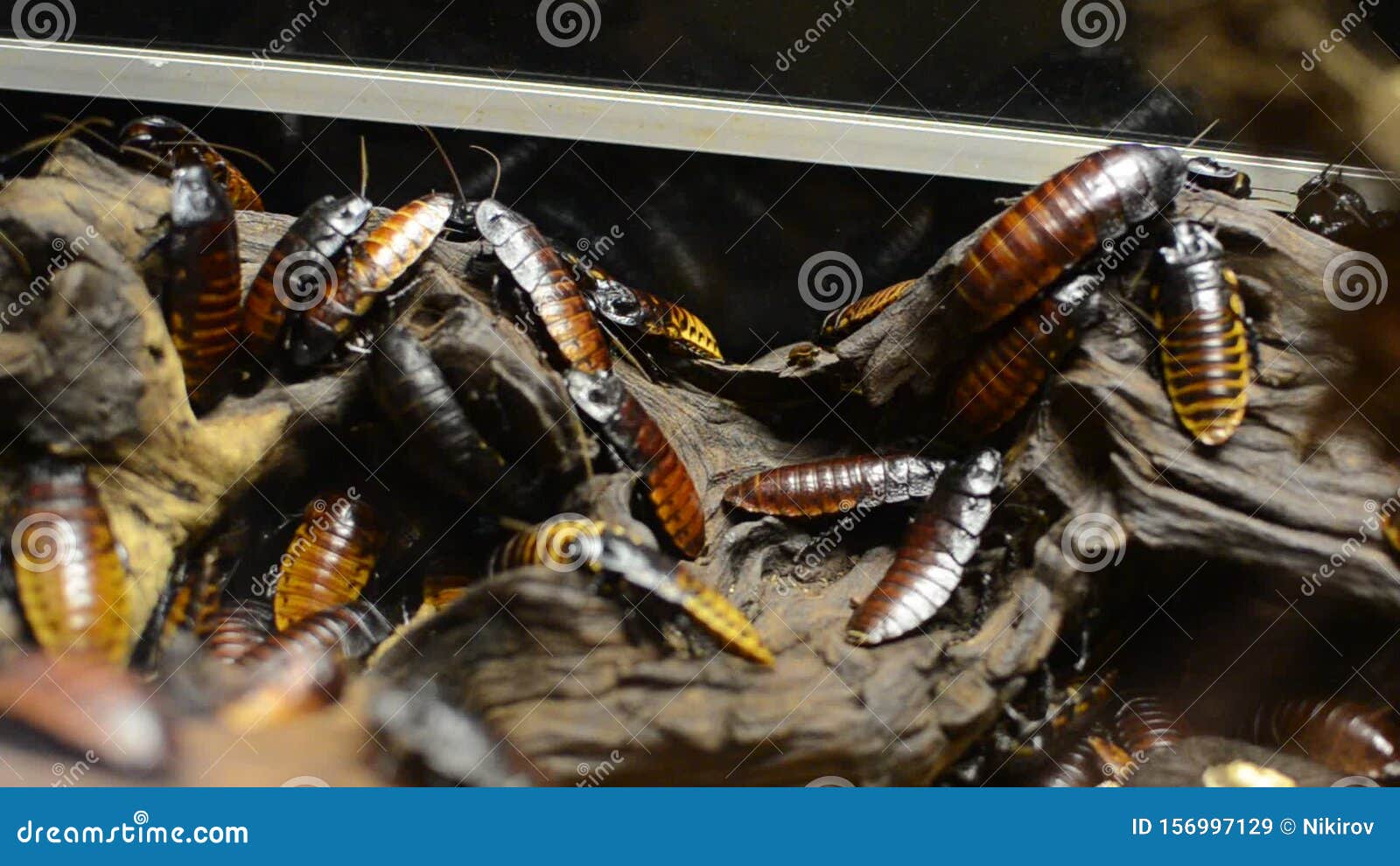 A Family of Huge Cockroaches on a Tree Stock Video - Video of beetle ...