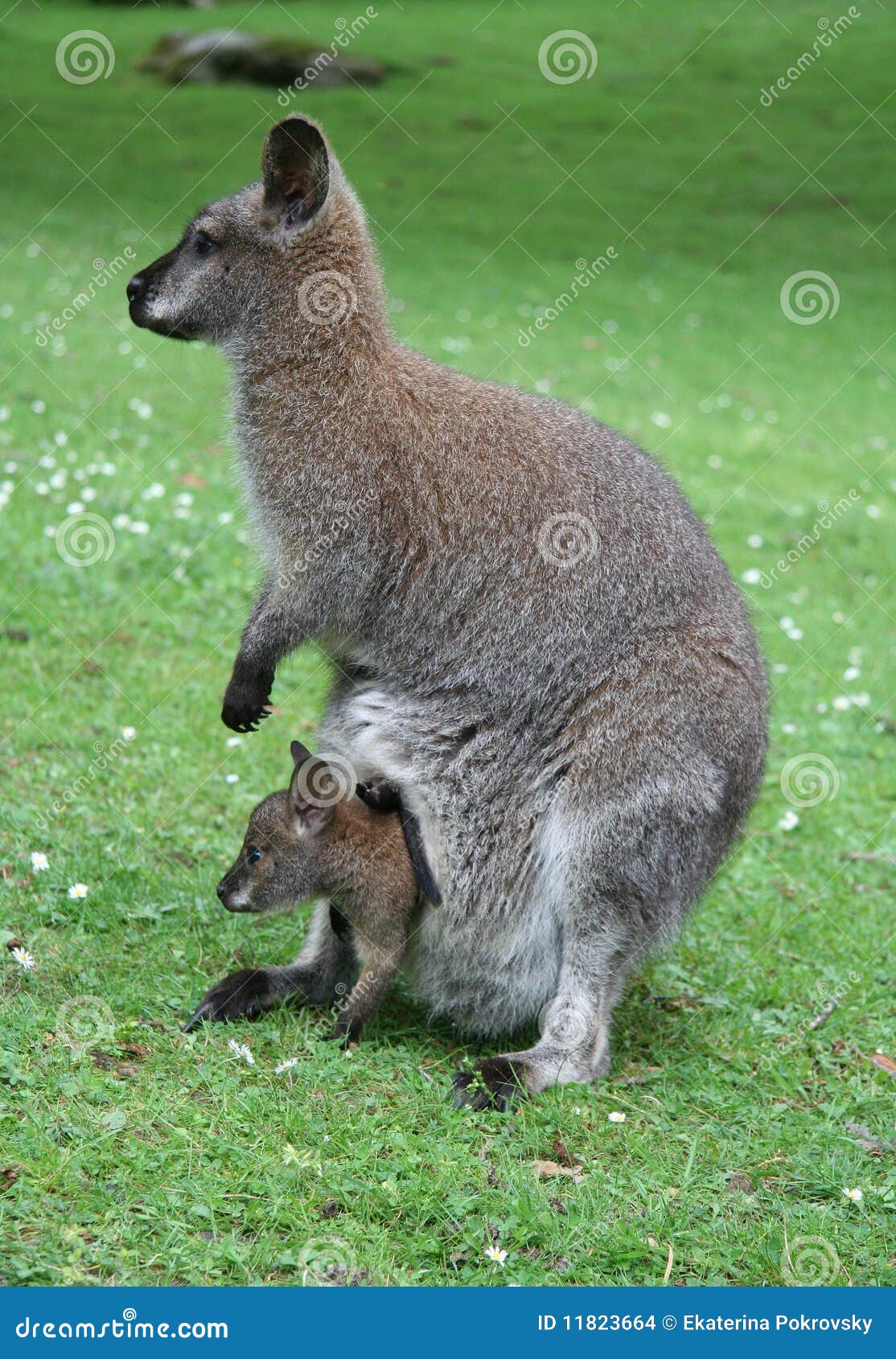Family of kangaroos stock photo. Image of natural, baby - 11823664
