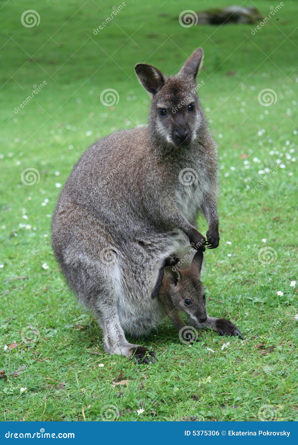 Family of kangaroos stock photo. Image of postnatal, bennet - 5375306