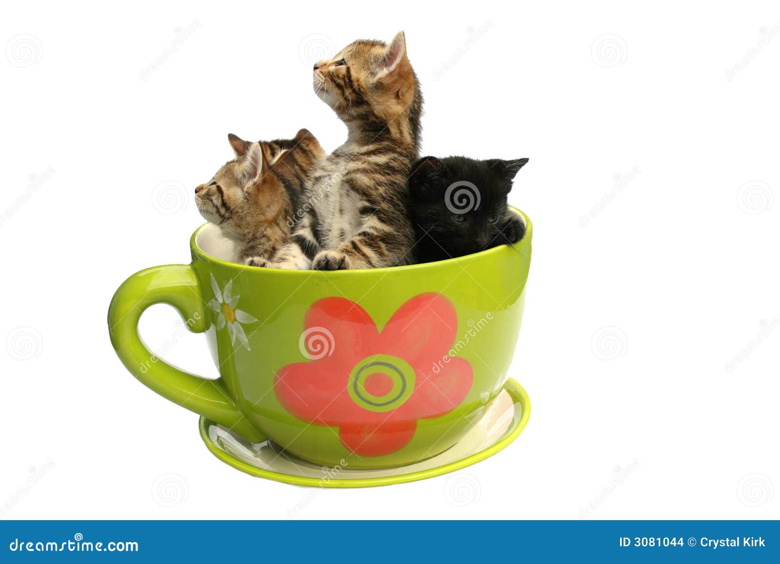 Cat Litter Tea Stock Photos - Free & Royalty-Free Stock Photos from ...