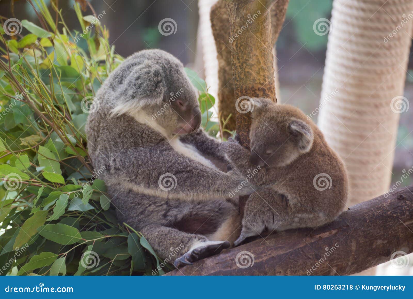 Family of Koala stock photo. Image of baby, culture, perching - 80263218