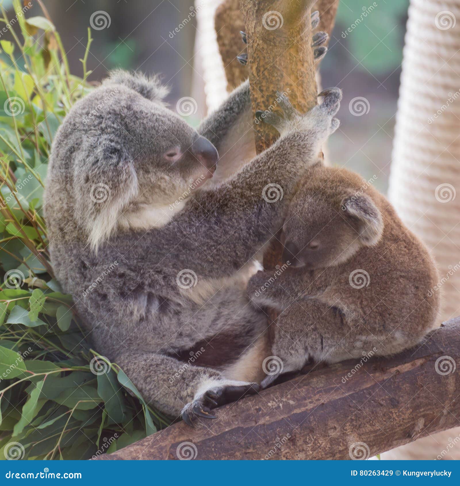 Family of Koala stock image. Image of mammal, gray, wild - 80263429