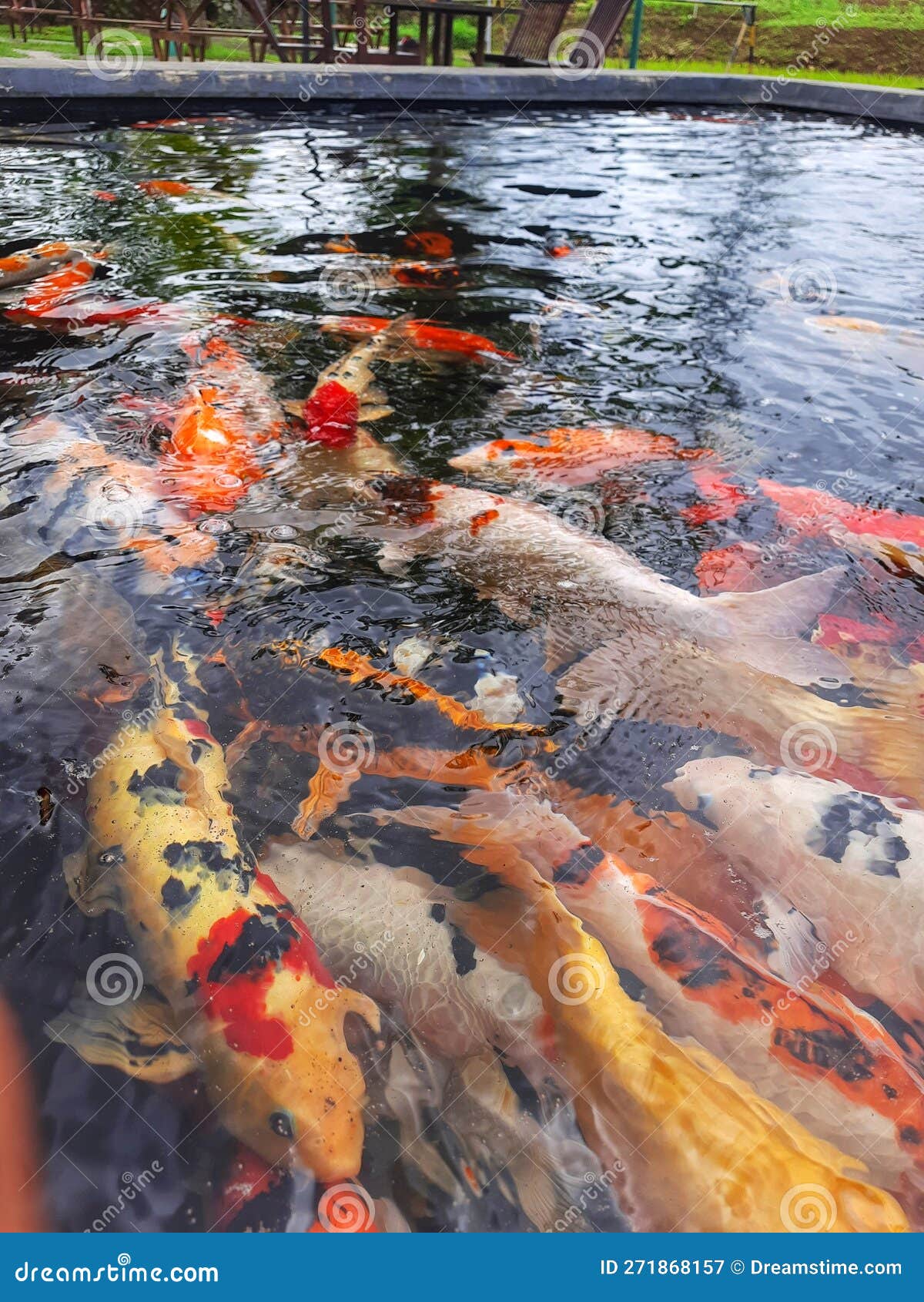 Family of Koi stock image. Image of flower, stream, animal - 271868157