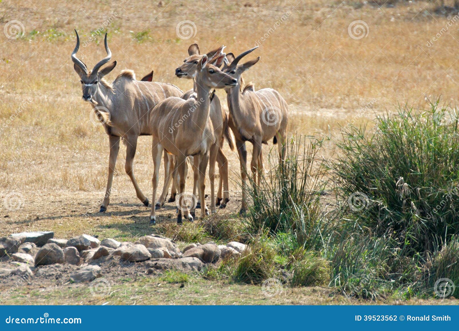 Family of Kudos stock photo. Image of safari, antelope - 39523562