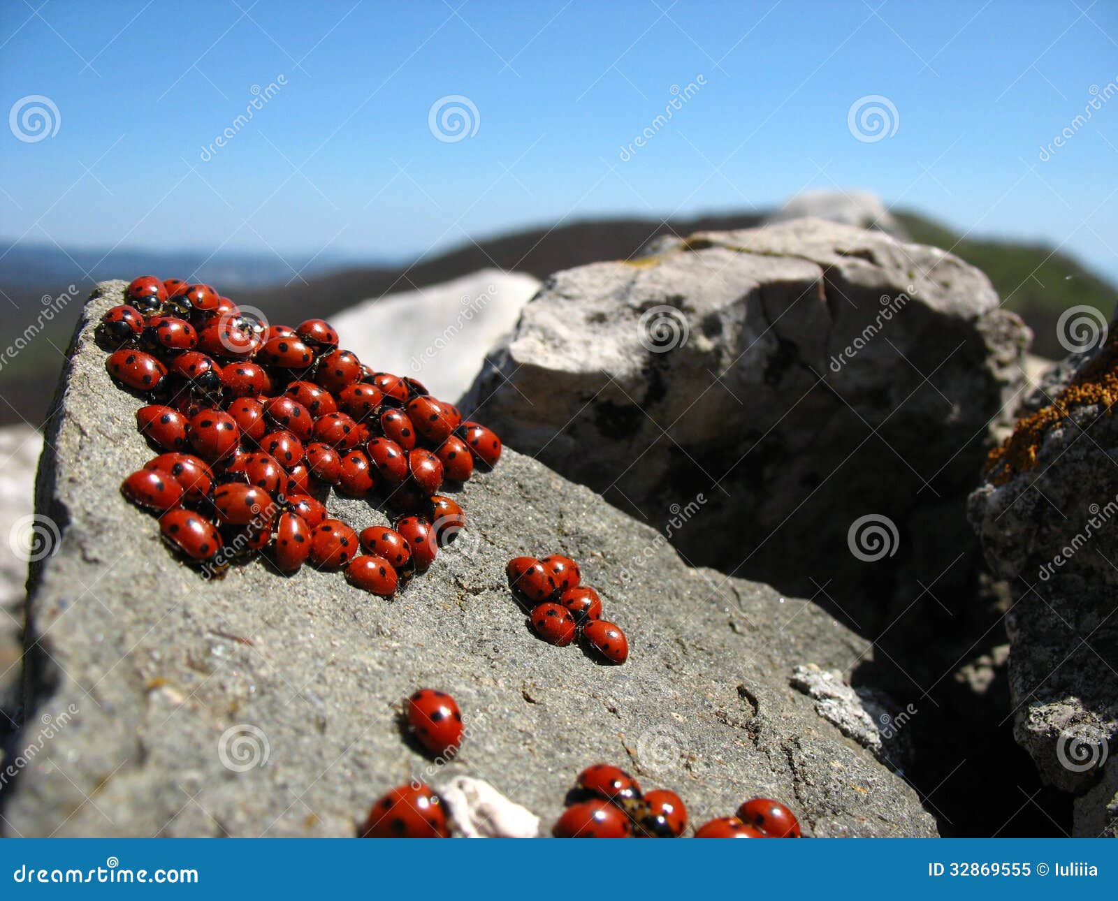 Family of ladybugs stock image. Image of ladybug, rays - 32869555