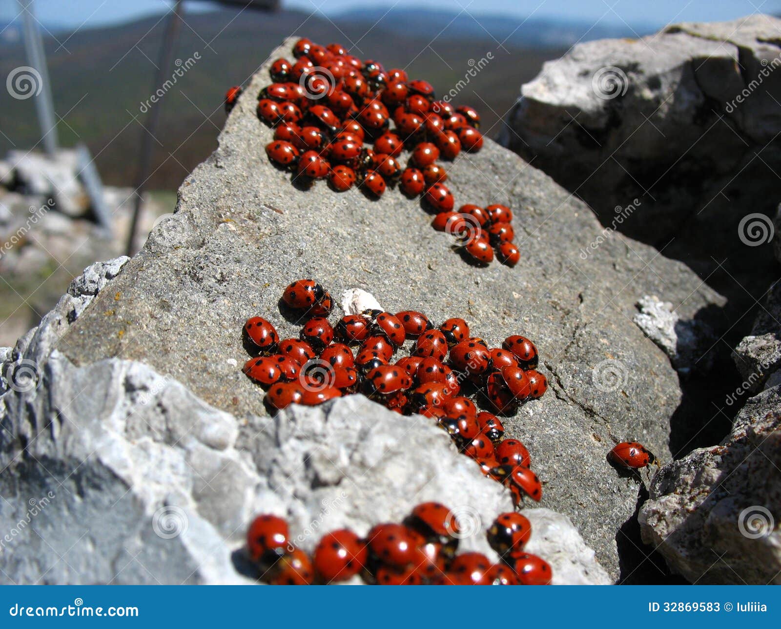 Family of ladybugs stock image. Image of ladybug, rays - 32869583