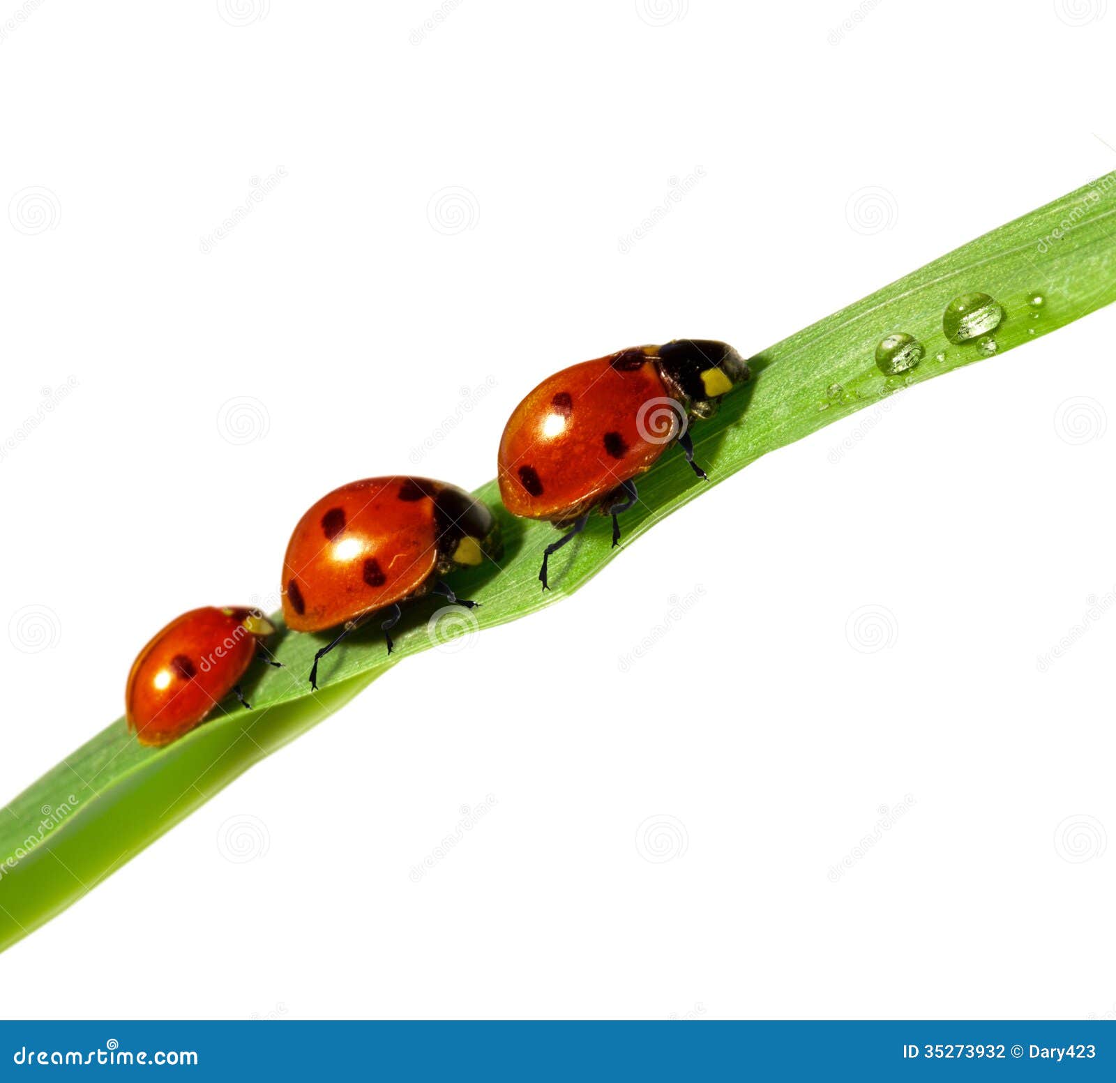 Family of Ladybugs on Green Leaf Stock Photo - Image of cute, inclined ...