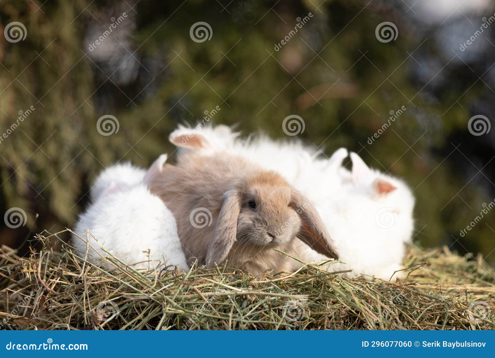 Family of Little White Rabbits in Hay Stock Photo - Image of little ...