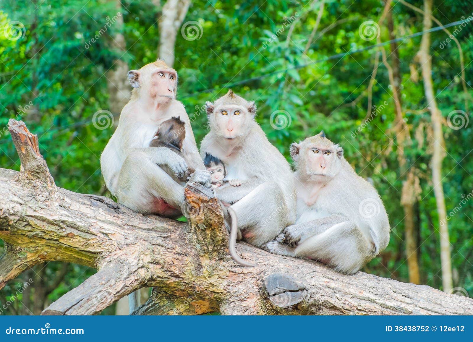 Family of macaque monkeys stock photo. Image of drinking - 38438752