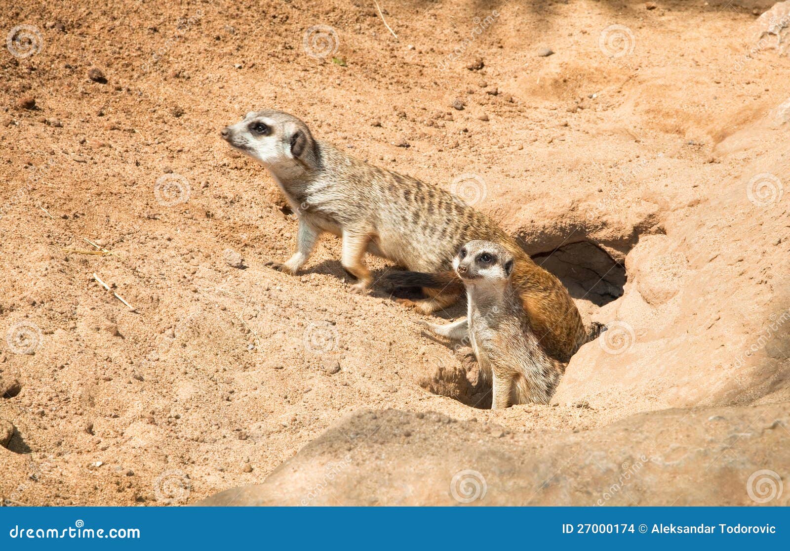 Family Meerkat, Going Out from Their Hole Stock Photo - Image of claws ...