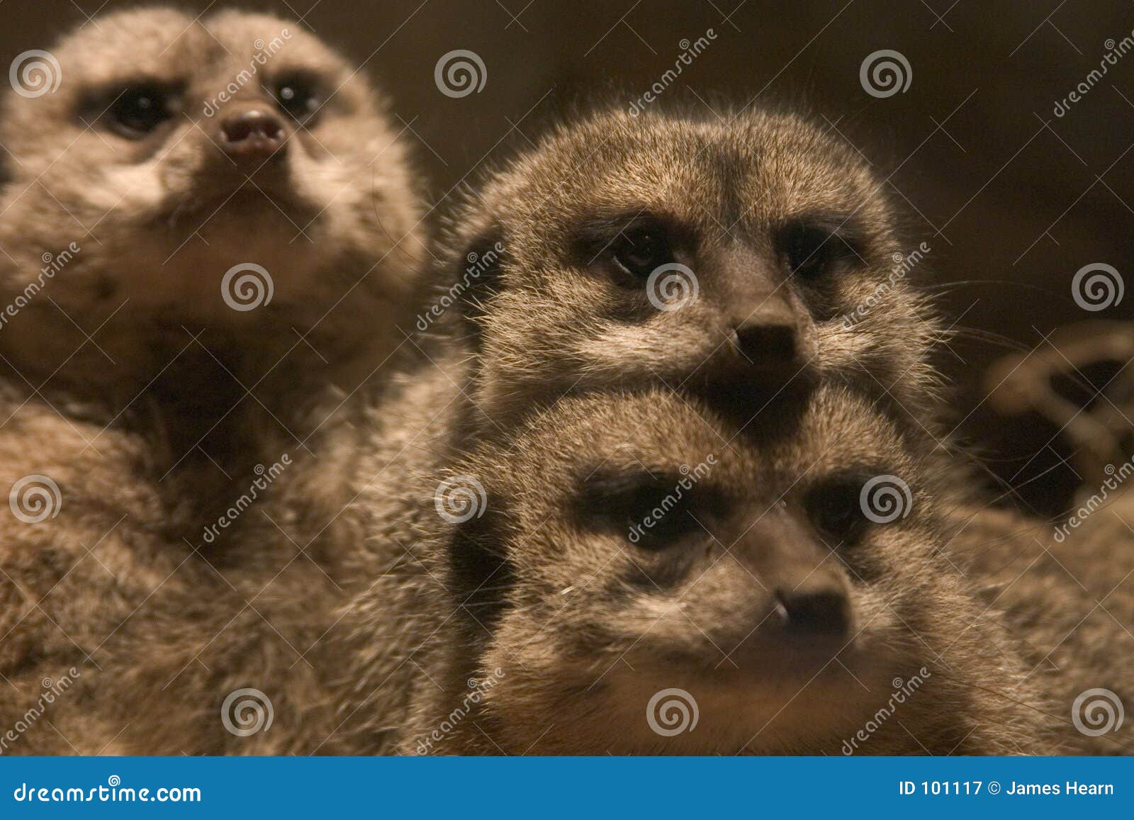 Family of meerkats stock image. Image of rodent, stack - 101117