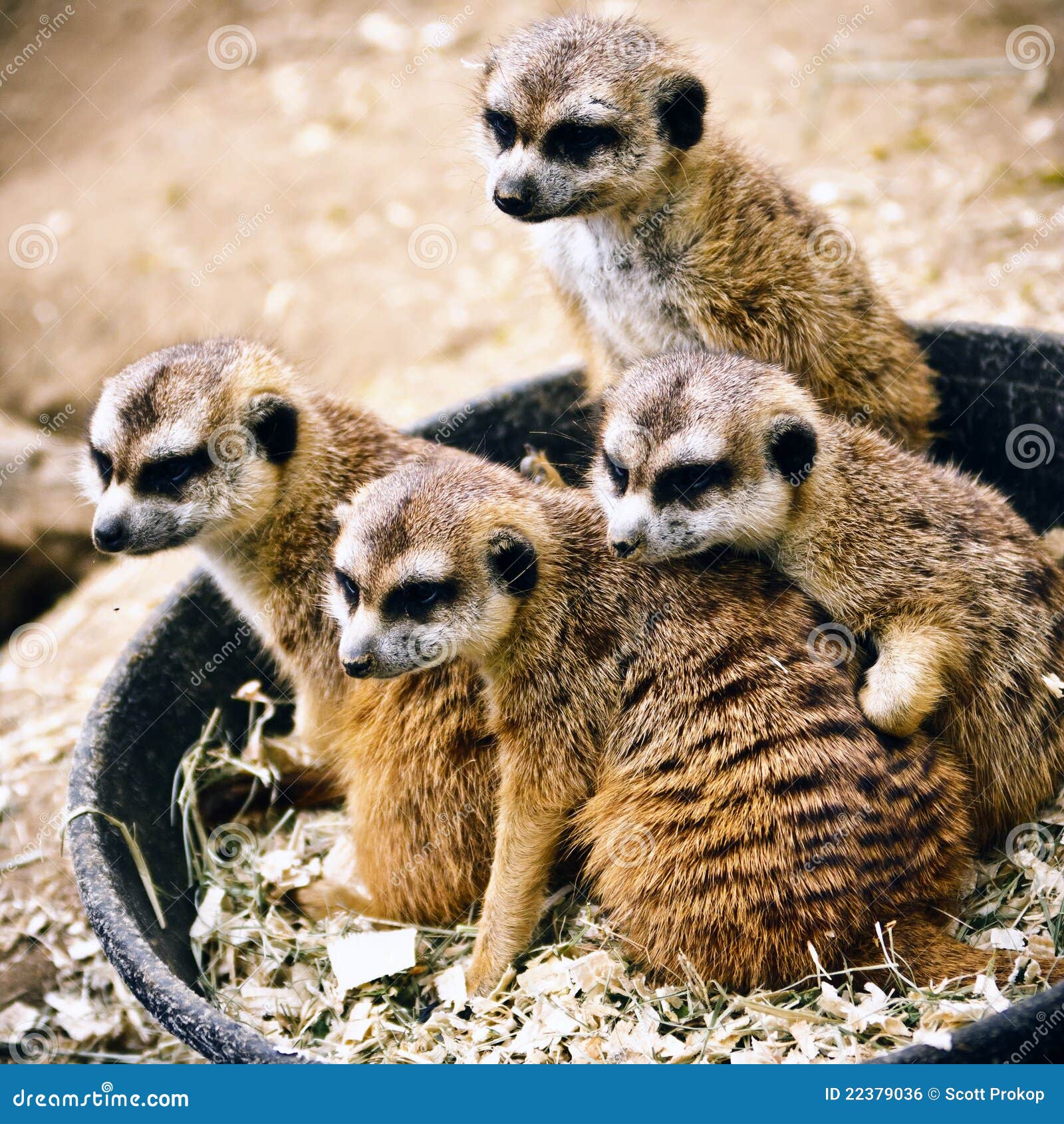 Family of Meerkats editorial photo. Image of wild, diego - 22379036