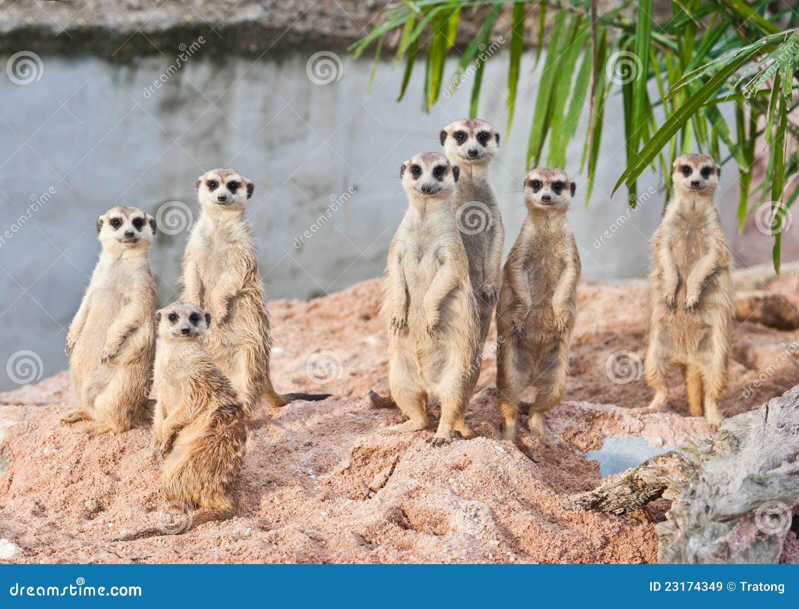 Family of Meerkats stock image. Image of snout, ecology - 23174349