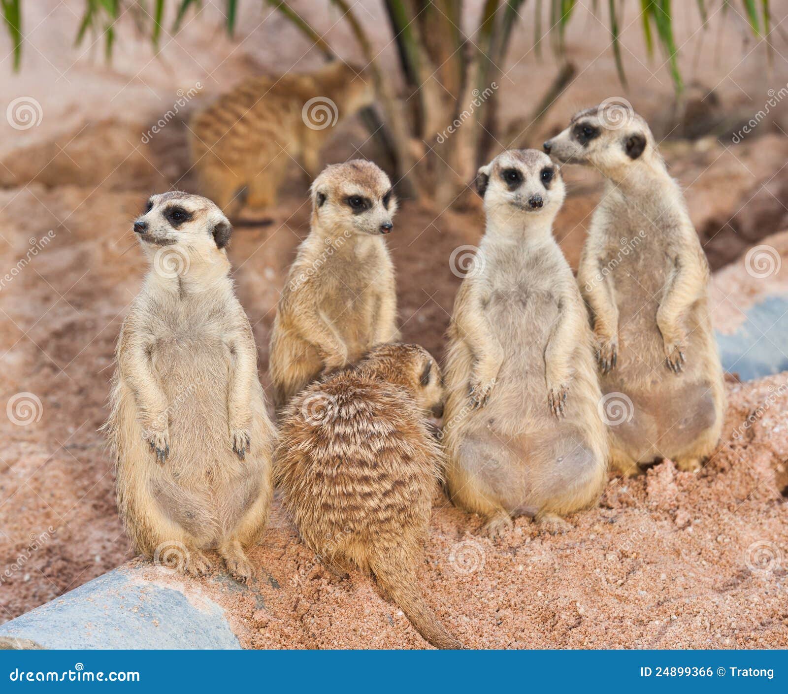 Family of Meerkats stock photo. Image of guard, mother - 24899366