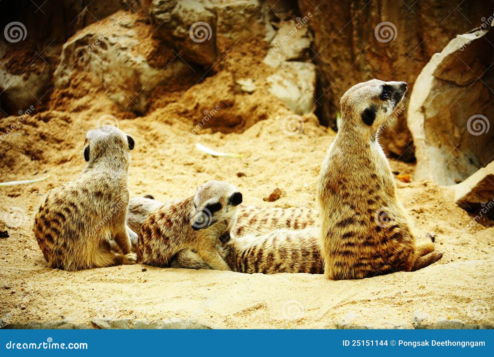 Family of Meerkats stock photo. Image of lookout, park - 25151144