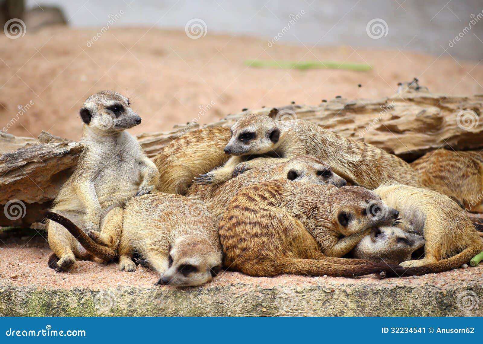 Family of Meerkats stock image. Image of longleat, face - 32234541