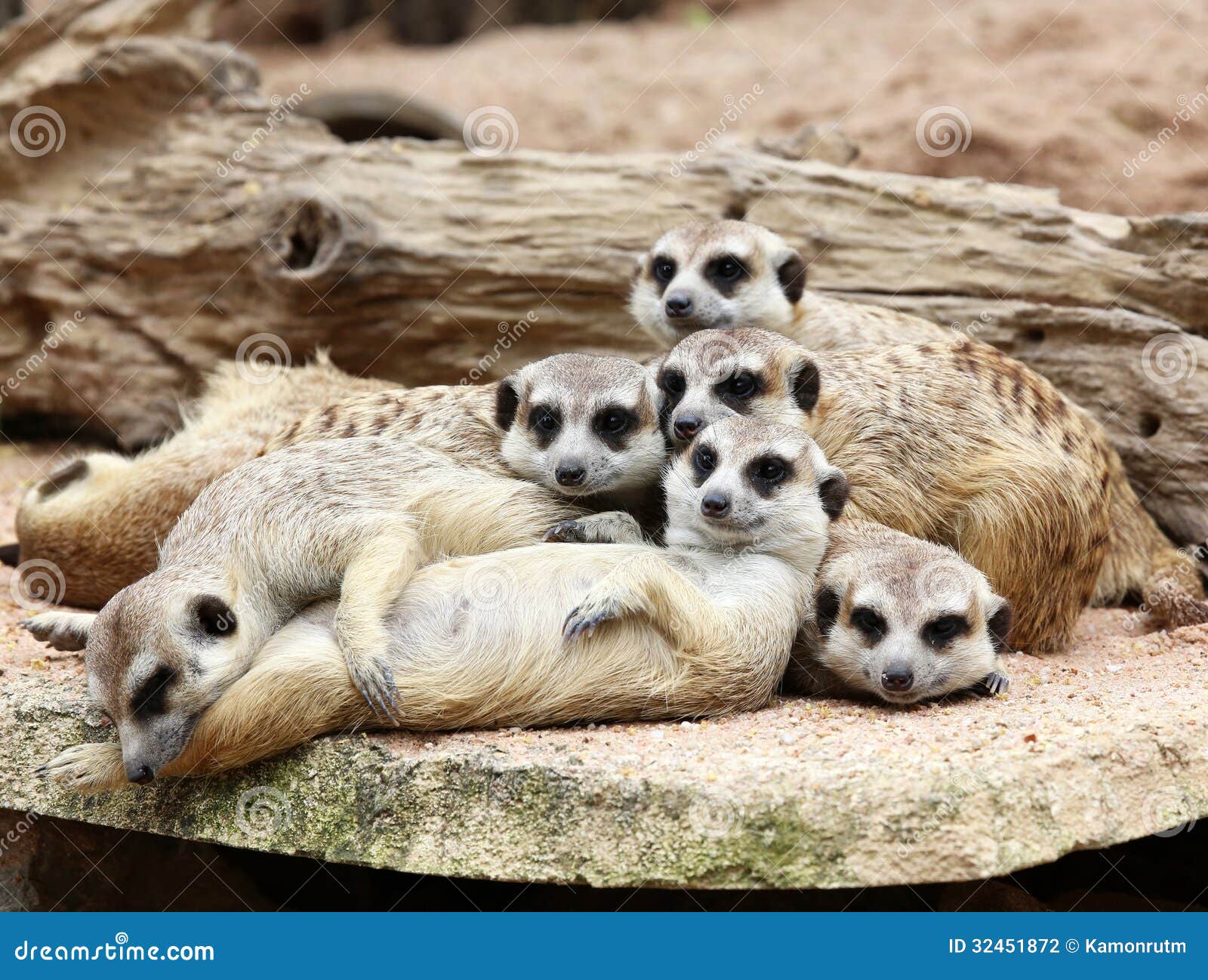Family of Meerkats stock photo. Image of eyes, mammal - 32451872