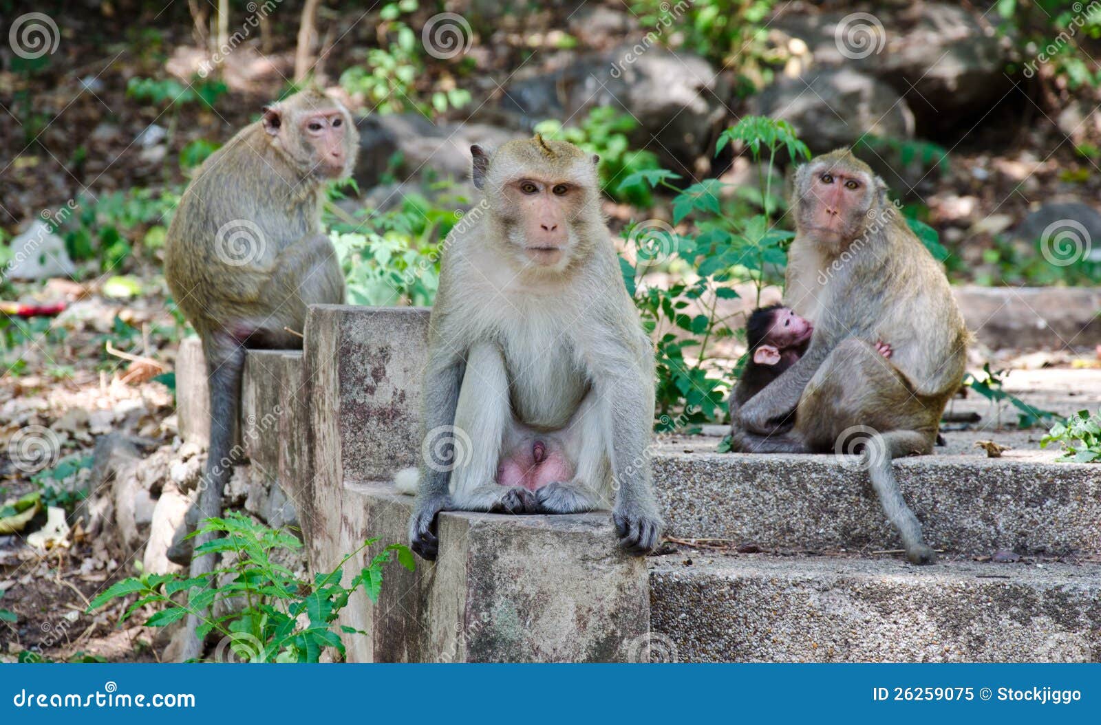 Family of monkey stock image. Image of eating, jungle - 26259075