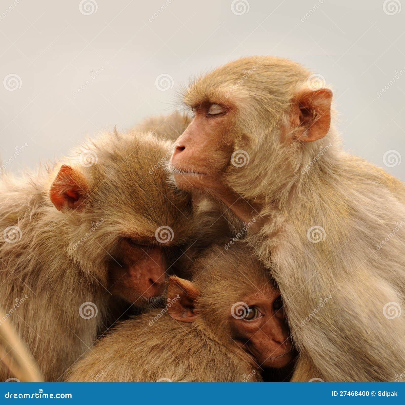 Family of monkey stock photo. Image of endangered, laugh - 27468400