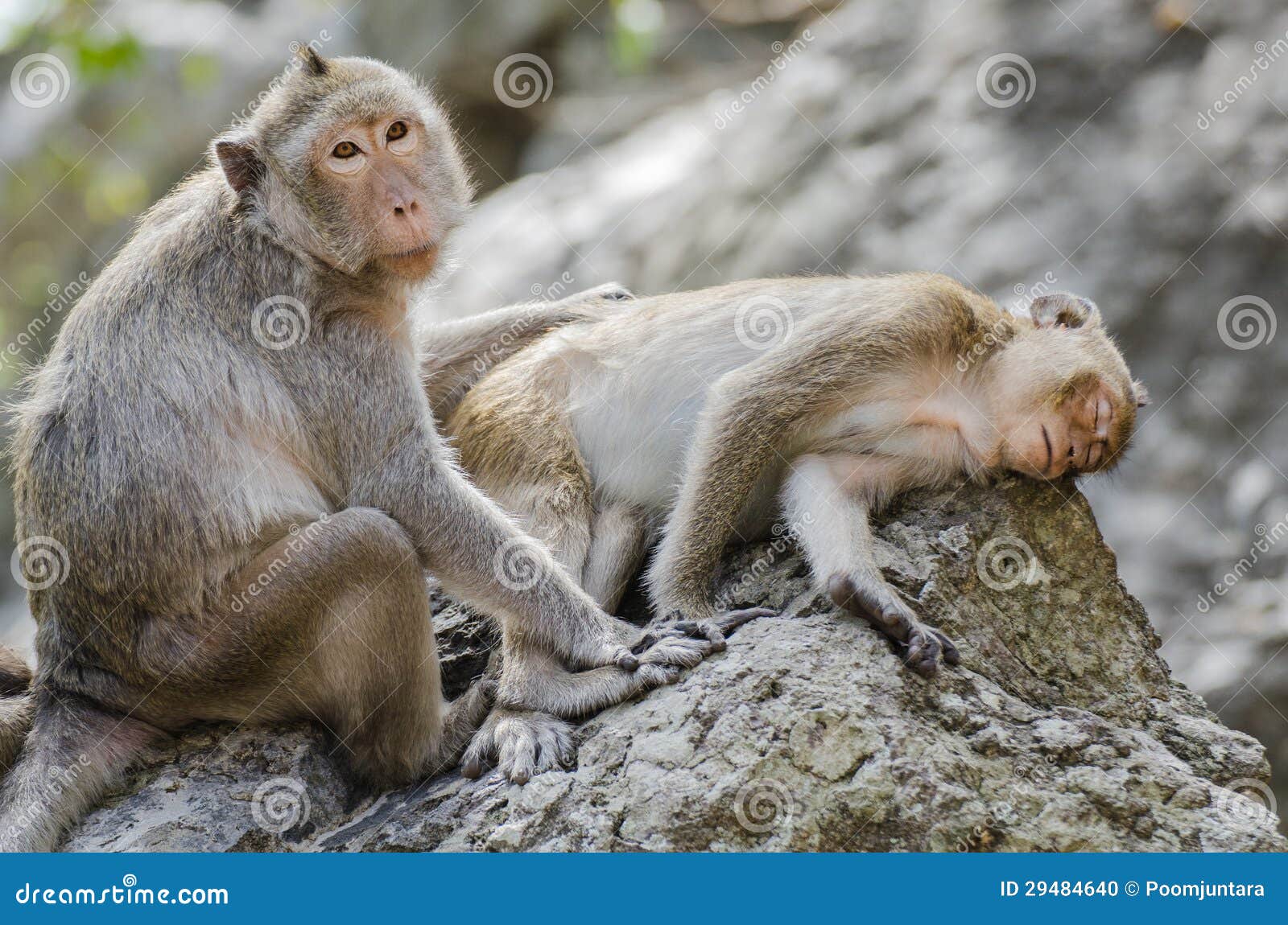 Family of monkey stock photo. Image of cute, species - 29484640