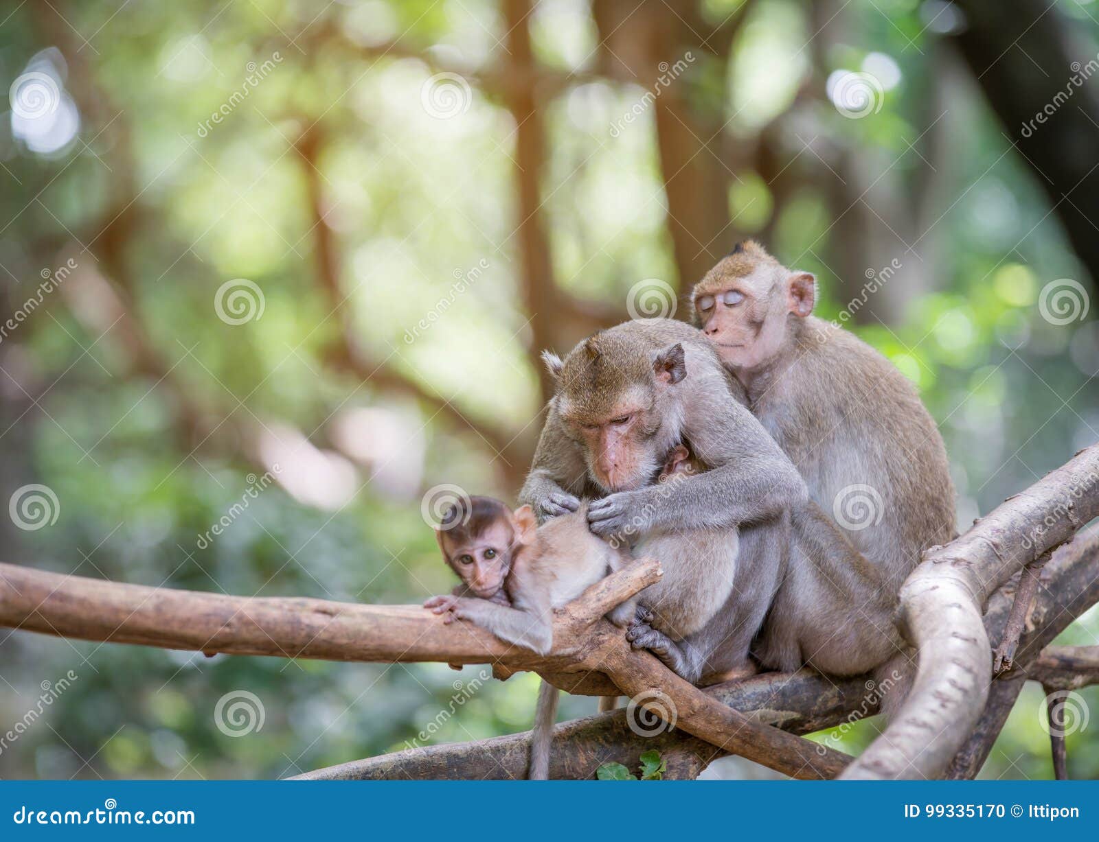 Family monkey stock photo. Image of rare, mother, baby - 99335170