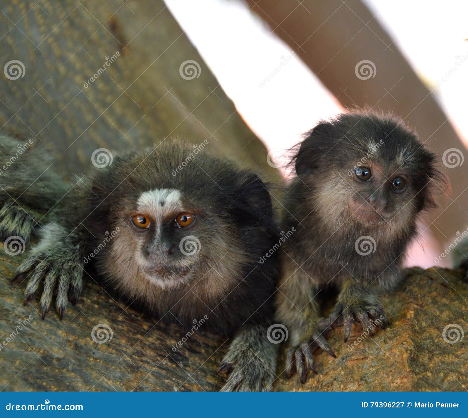 Family stock image. Image of family, monkey, cute, wild - 79396227