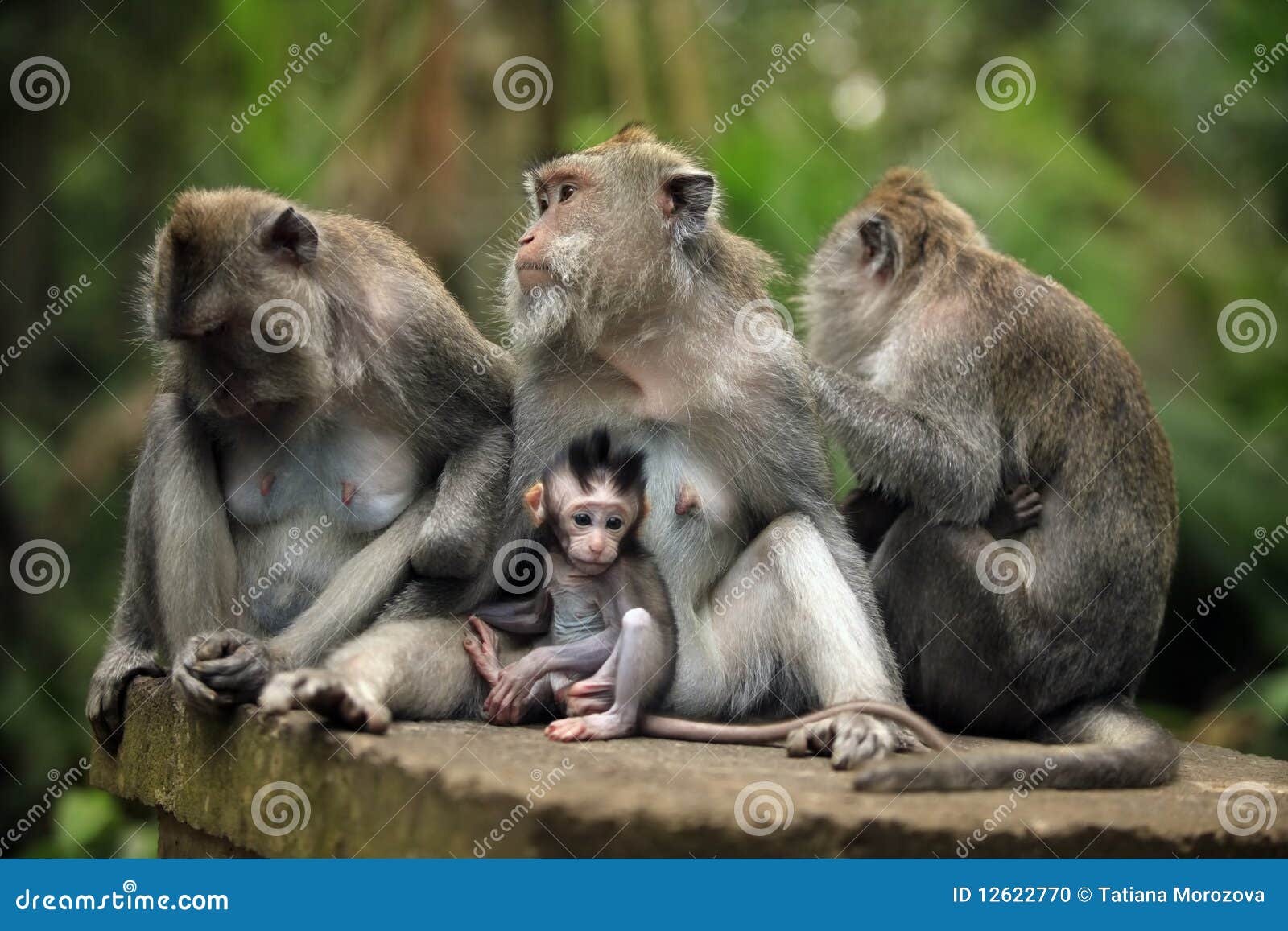 Family of monkeys stock photo. Image of primate, primitive - 12622770