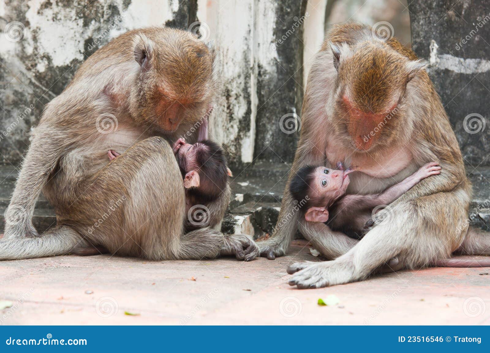 Family of monkeys stock photo. Image of groom, funny - 23516546