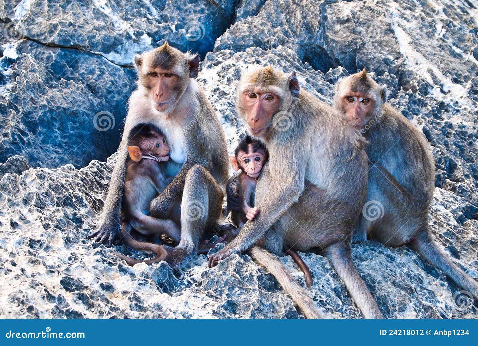 Family of monkeys stock photo. Image of expression, primitive - 24218012