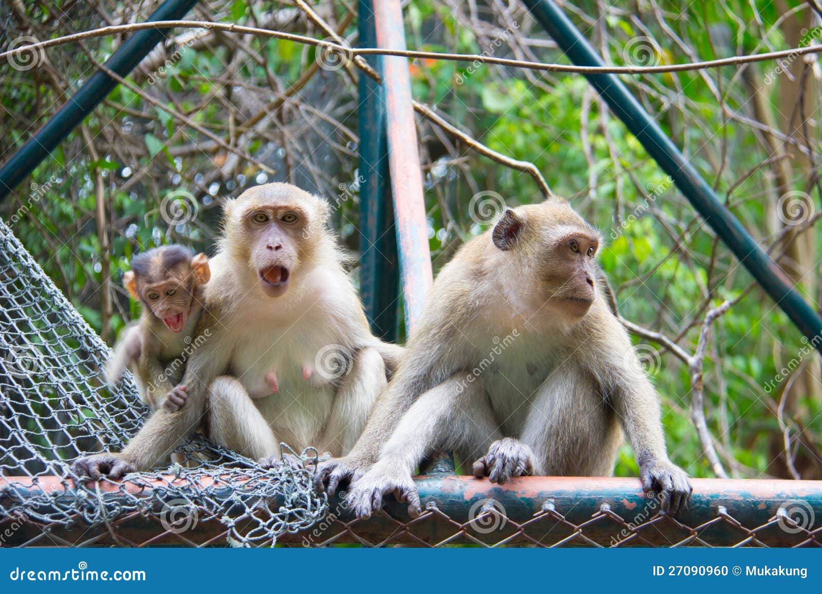 Family of monkeys stock photo. Image of color, animal - 27090960