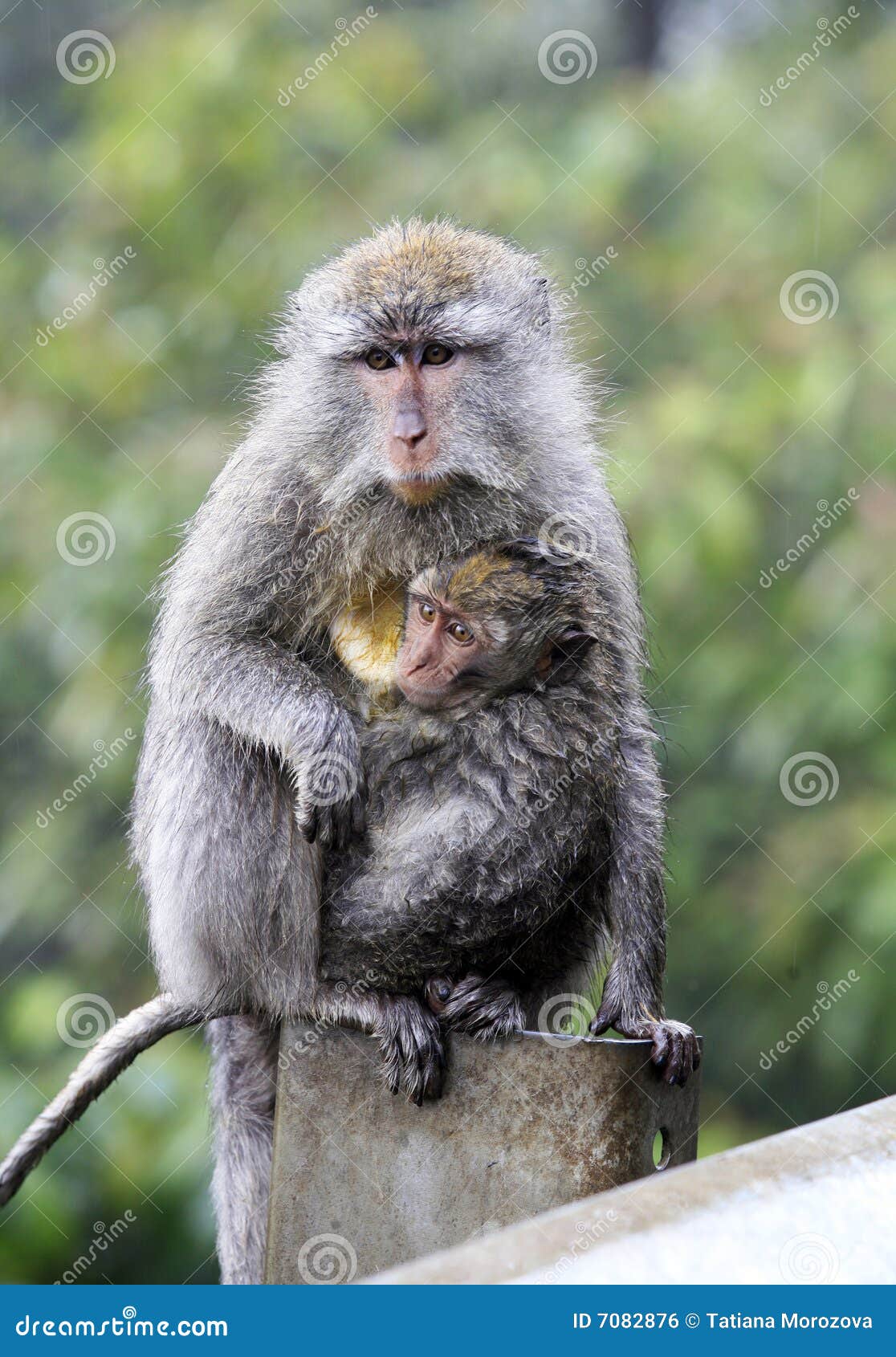 Family of monkeys stock photo. Image of family, mother - 7082876