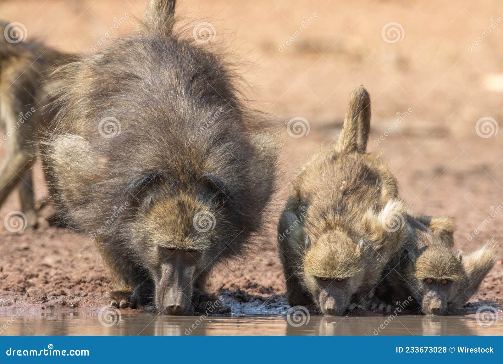 Monkeys Drinking In A Puddle. Batu Caves Hindu Temple. Gombak, Selangor ...