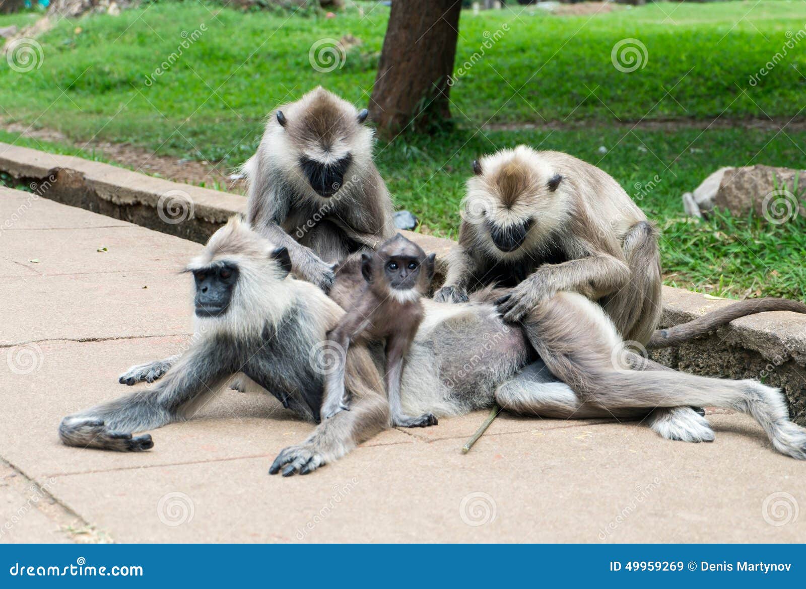 Family of Monkeys stock image. Image of outdoor, natural - 49959269