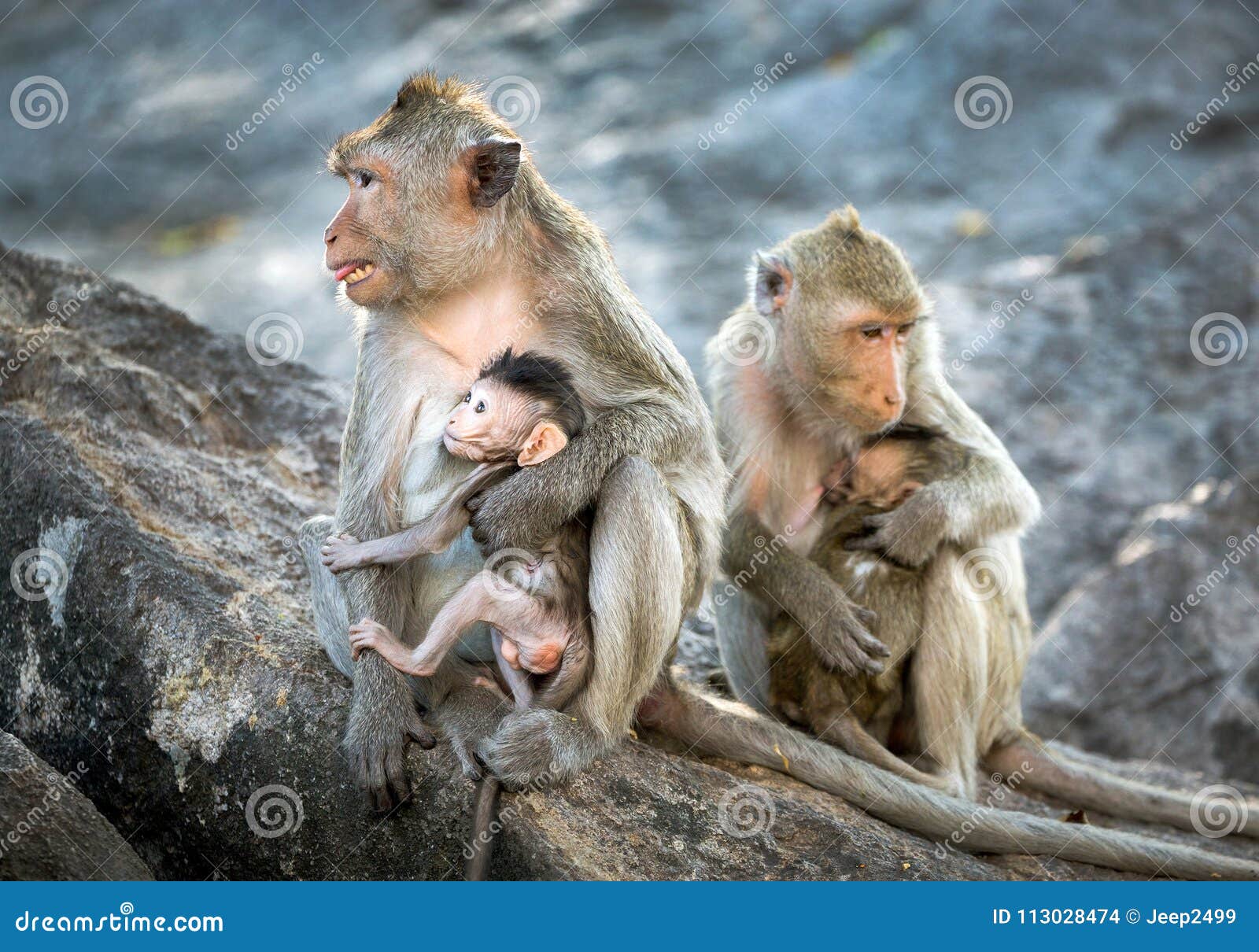The family of monkeys. stock photo. Image of jungle - 113028474