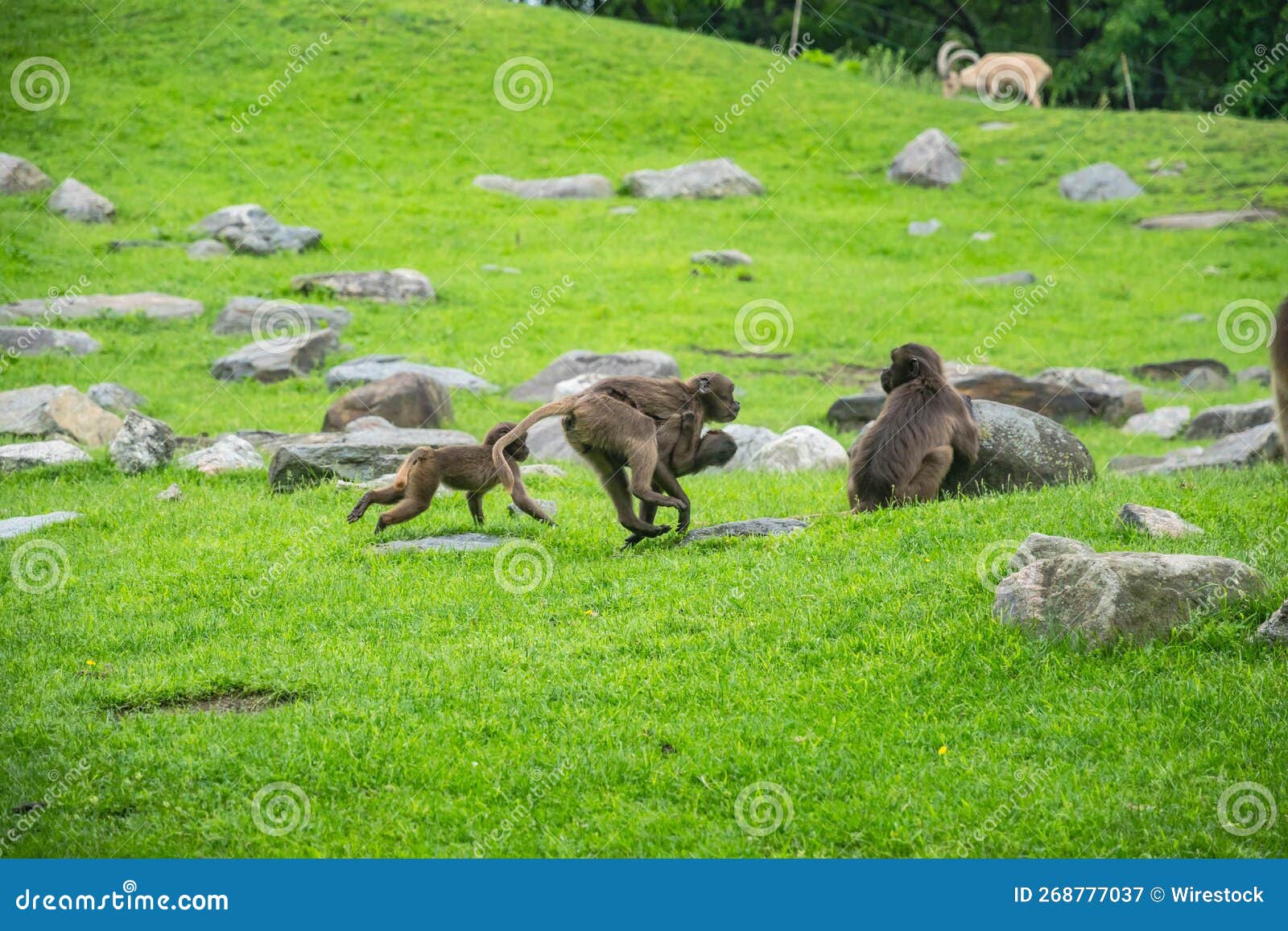 Family of Monkeys Playing in a Field Stock Image - Image of young ...