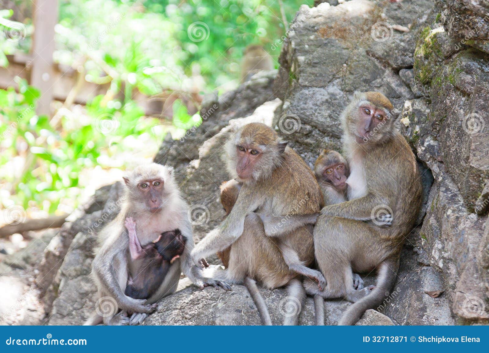 Family of monkeys stock image. Image of african, motherhood - 32712871