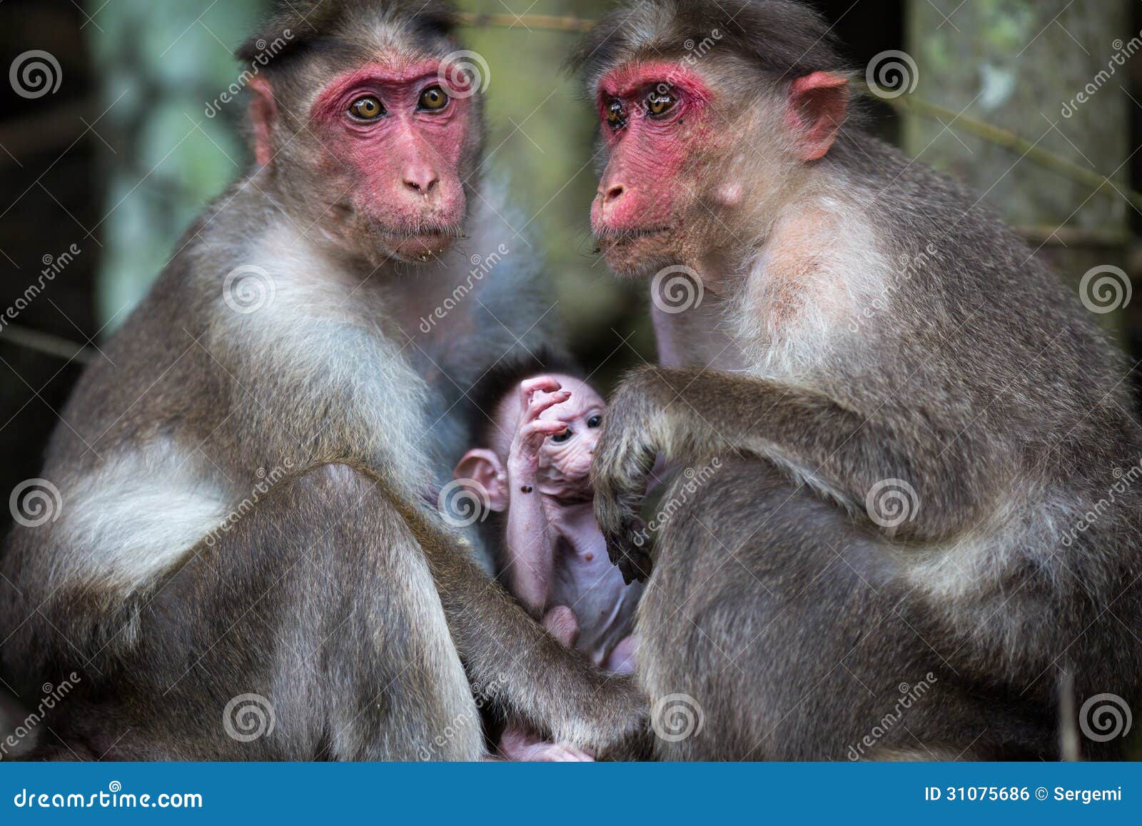 Family of monkeys stock photo. Image of wild, looking - 31075686