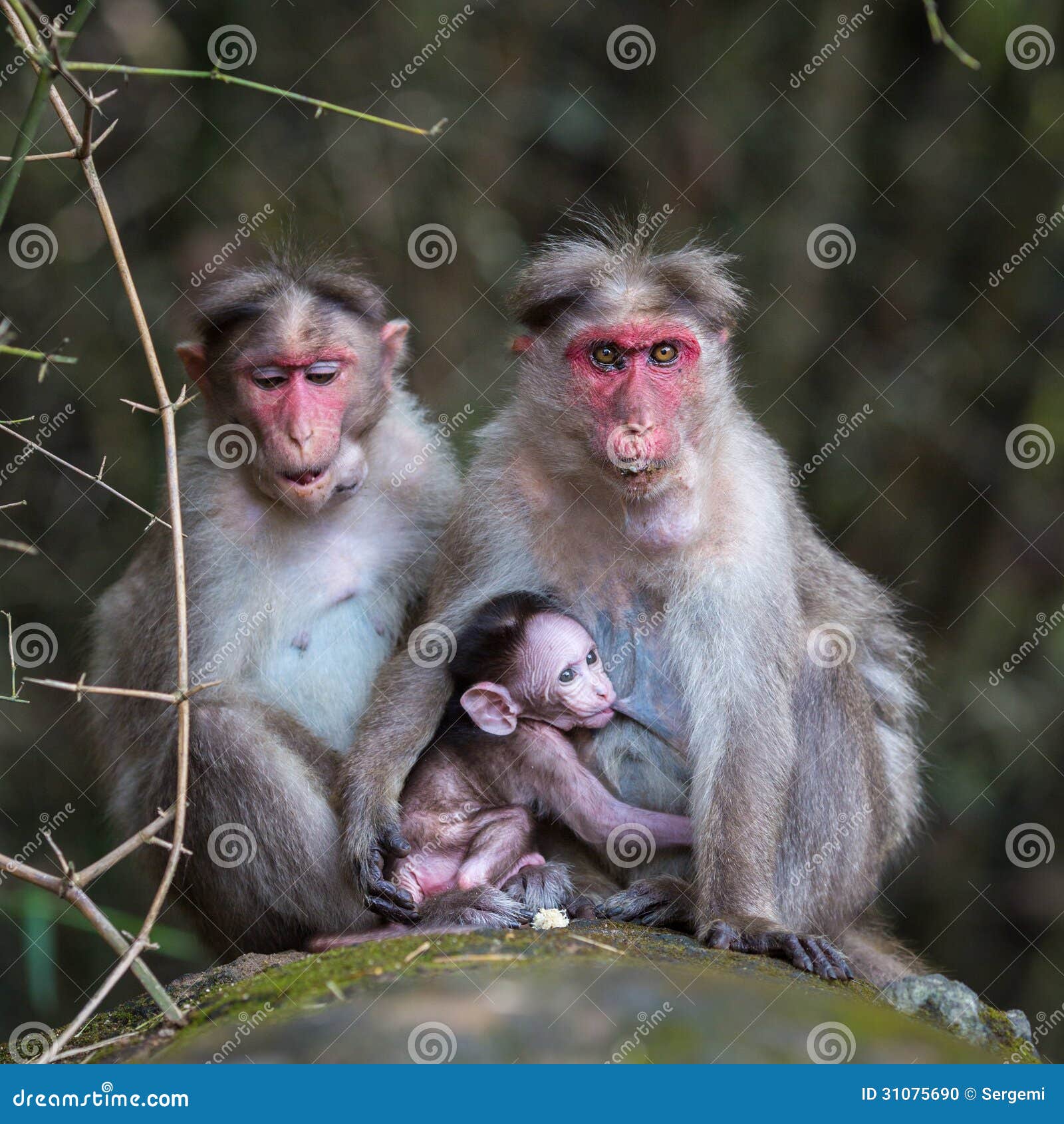 Family of monkeys stock photo. Image of play, lactation - 31075690