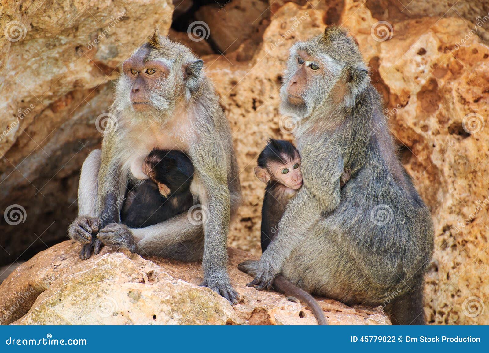 Family of monkeys. stock photo. Image of natural, family - 45779022