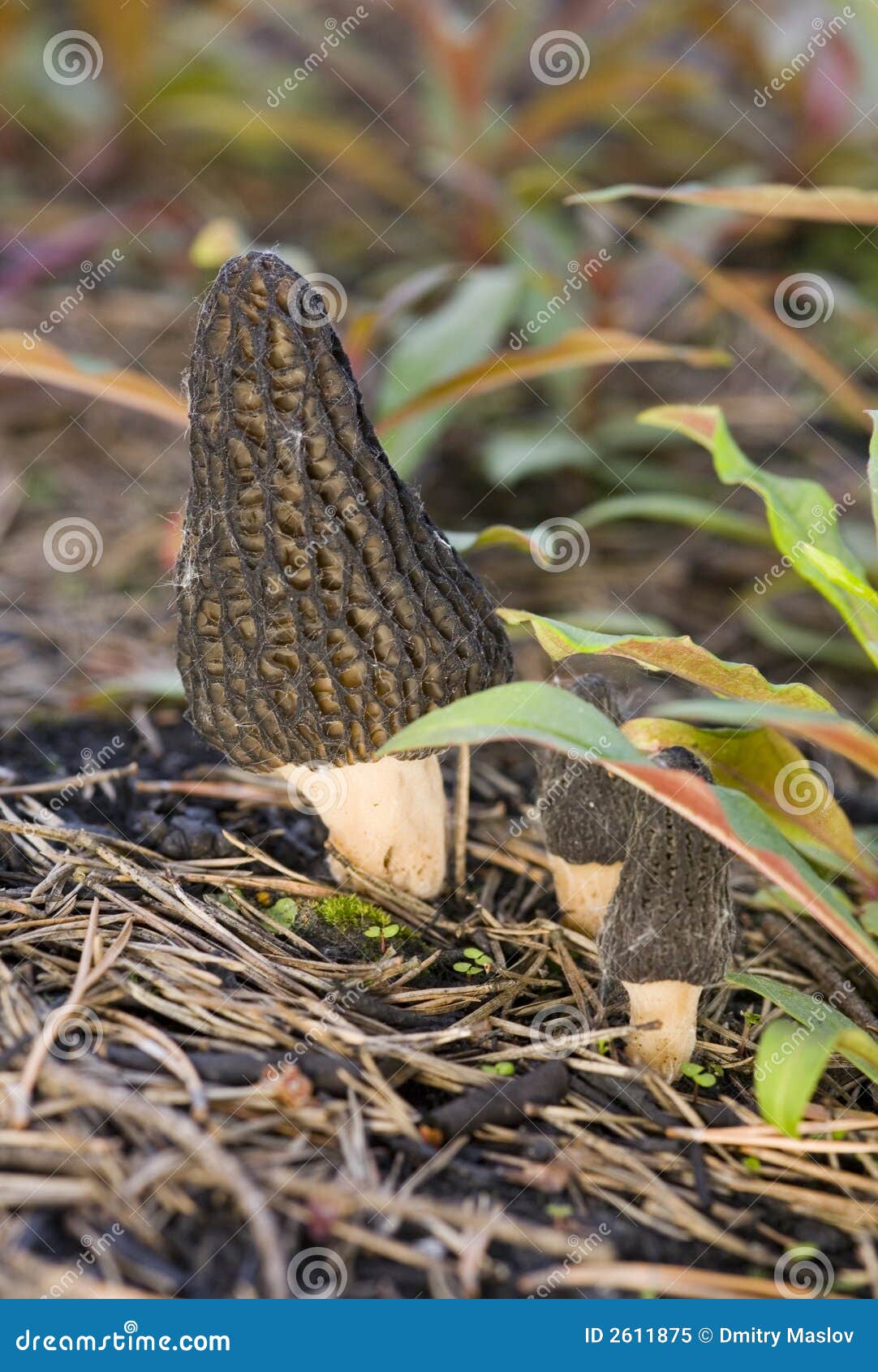 Family of morels stock image. Image of grass, grow, macro - 2611875